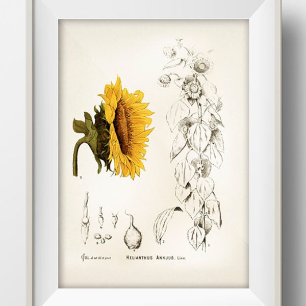 Botanical Illustration - Etsy