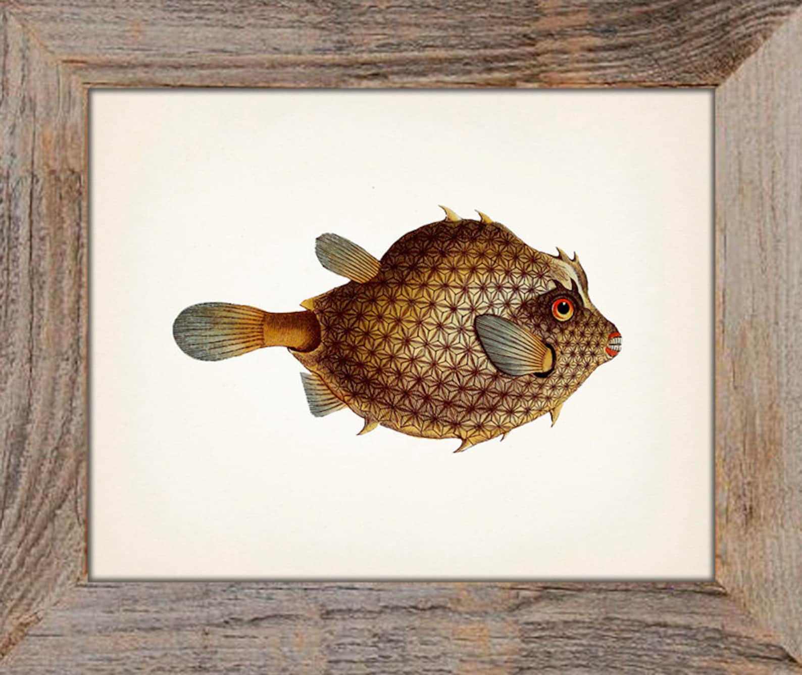 Toothy 1801 Boxfish Drawing Fine Art Print of a Vintage | Etsy