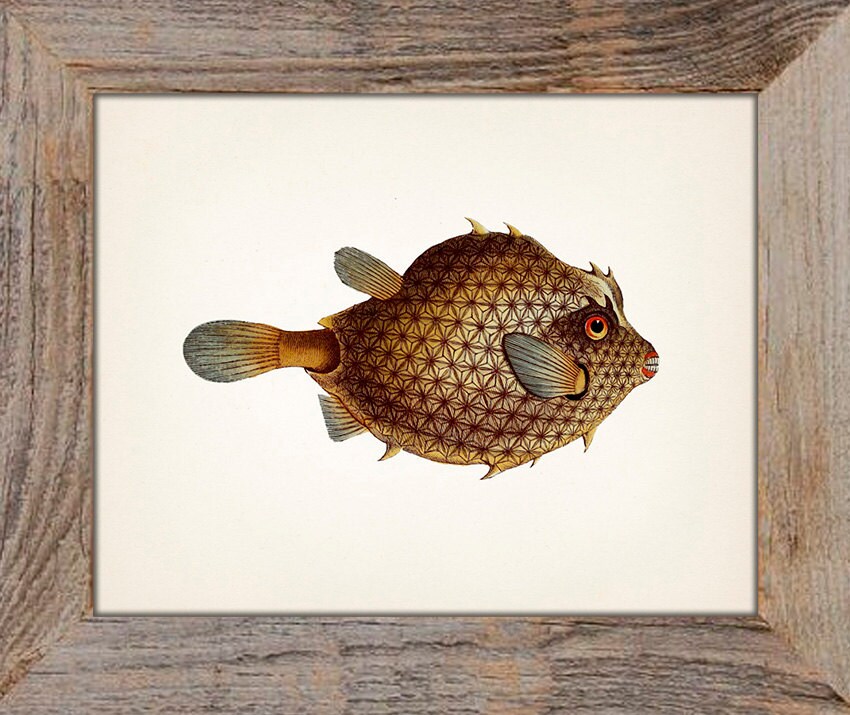 Toothy 1801 Boxfish Drawing Fine Art Print of a Vintage | Etsy
