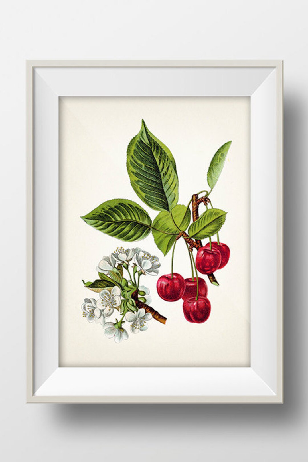 Vintage Cherry Print 2- PL-41 - Fine Art Print of a Vintage Natural ...