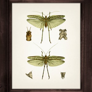 Insect Drawing - IN-06 - Fine Art Print of a Vintage Natural History ...