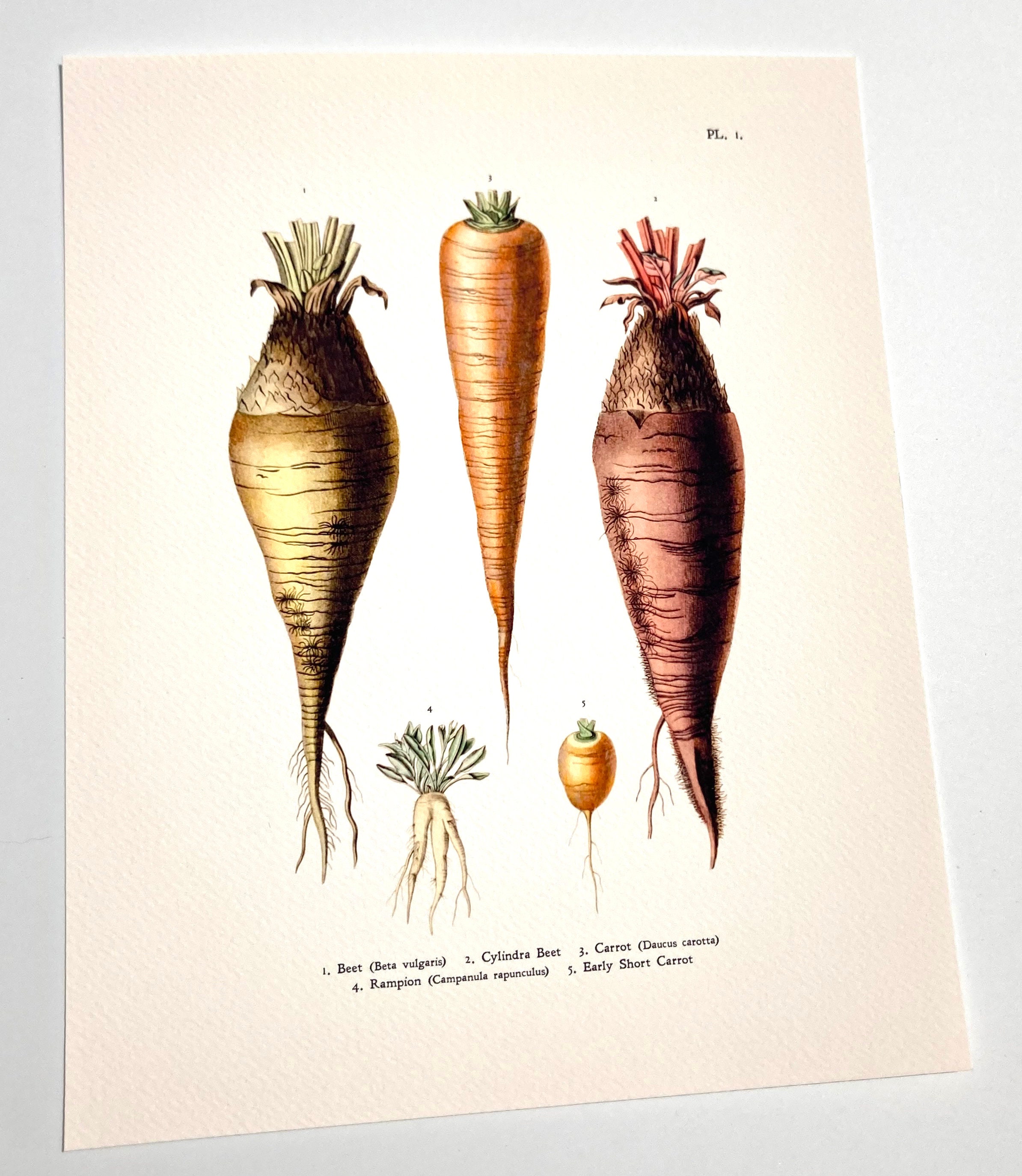 Vintage Carrot Illustration
