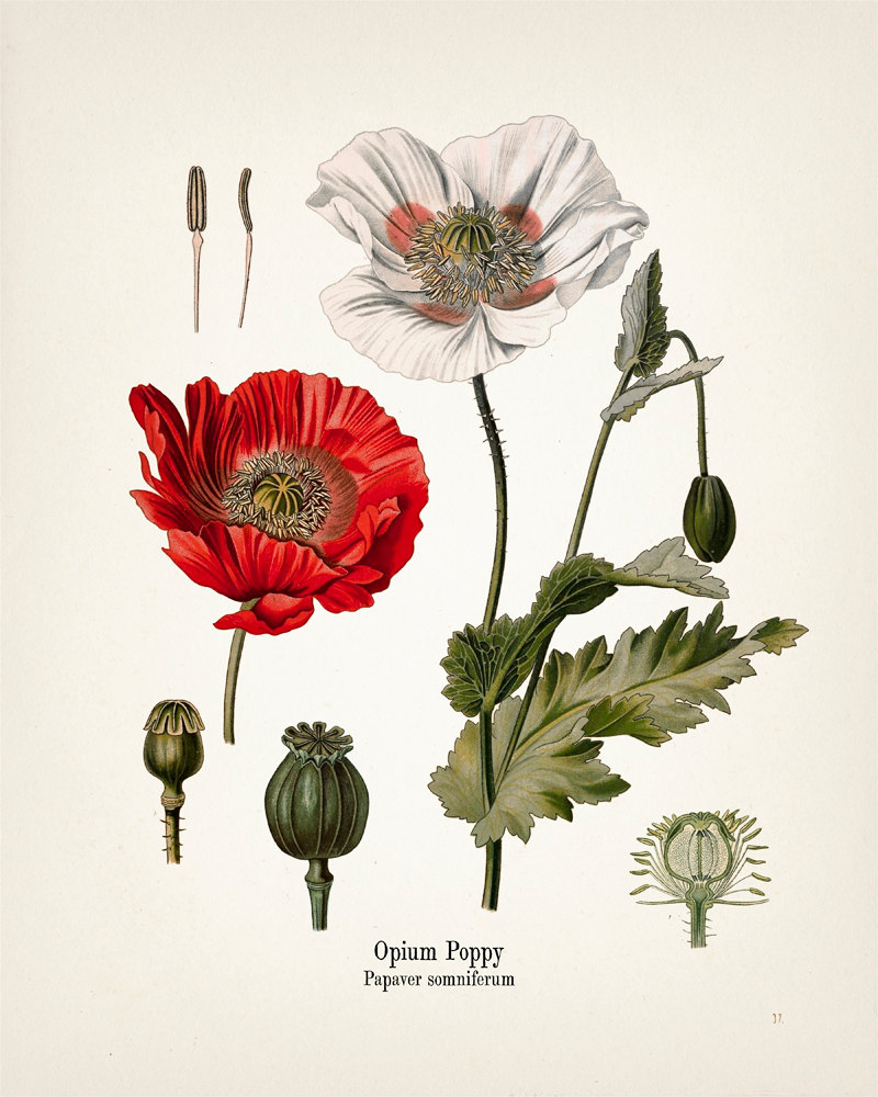 Opium Plant Drawing