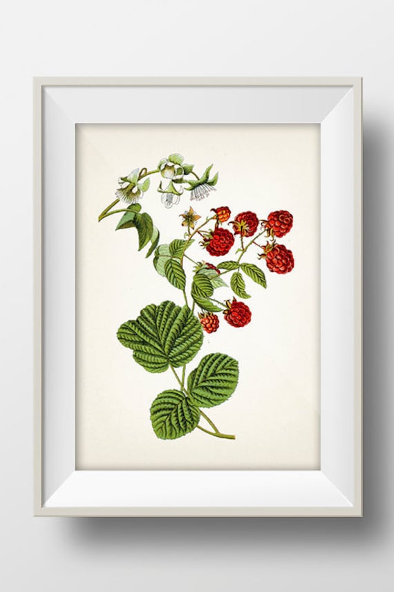 Vintage Raspberry Print 2 PL-45 Fine Art Print of a Vintage | Etsy