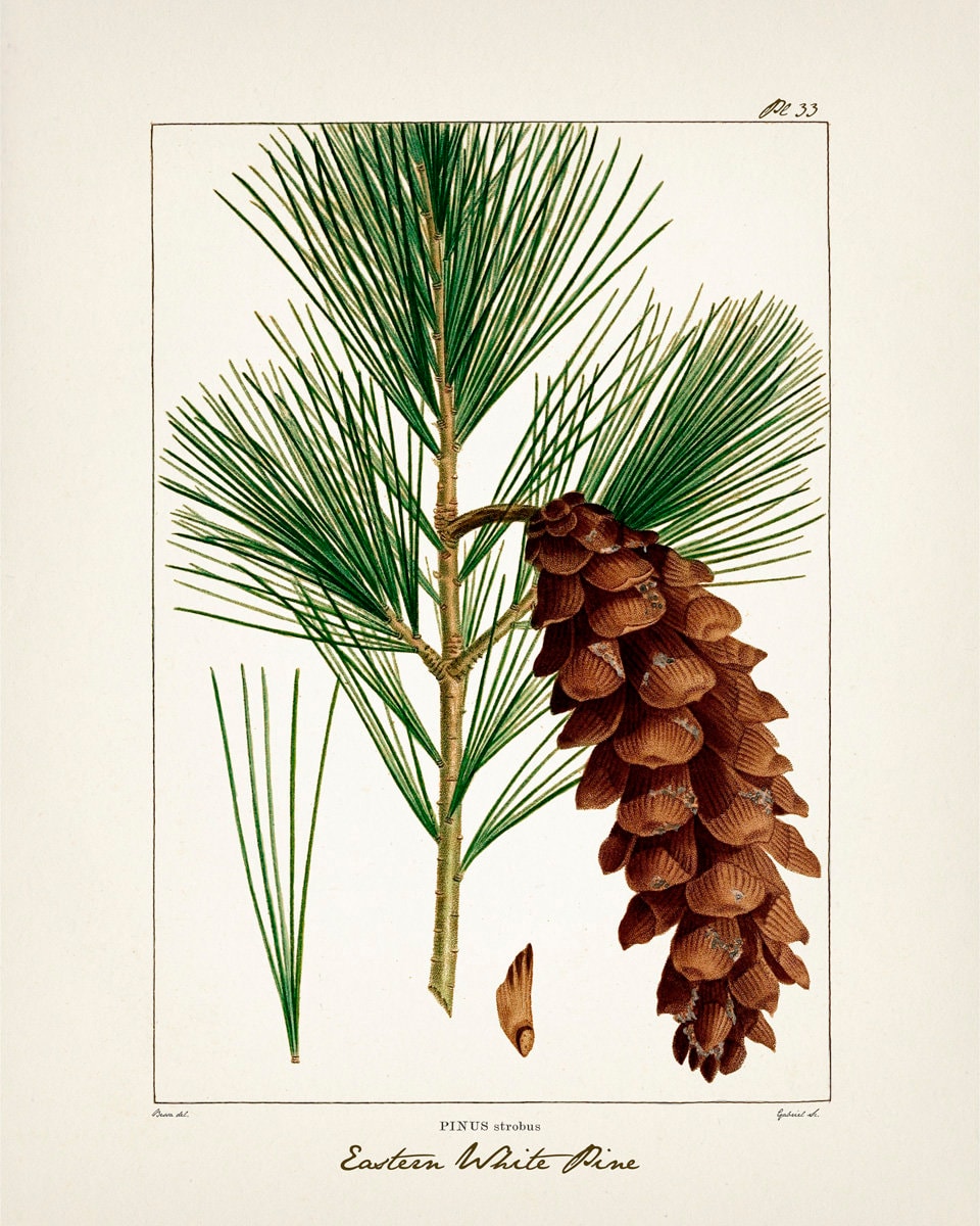 White Pine Drawing
