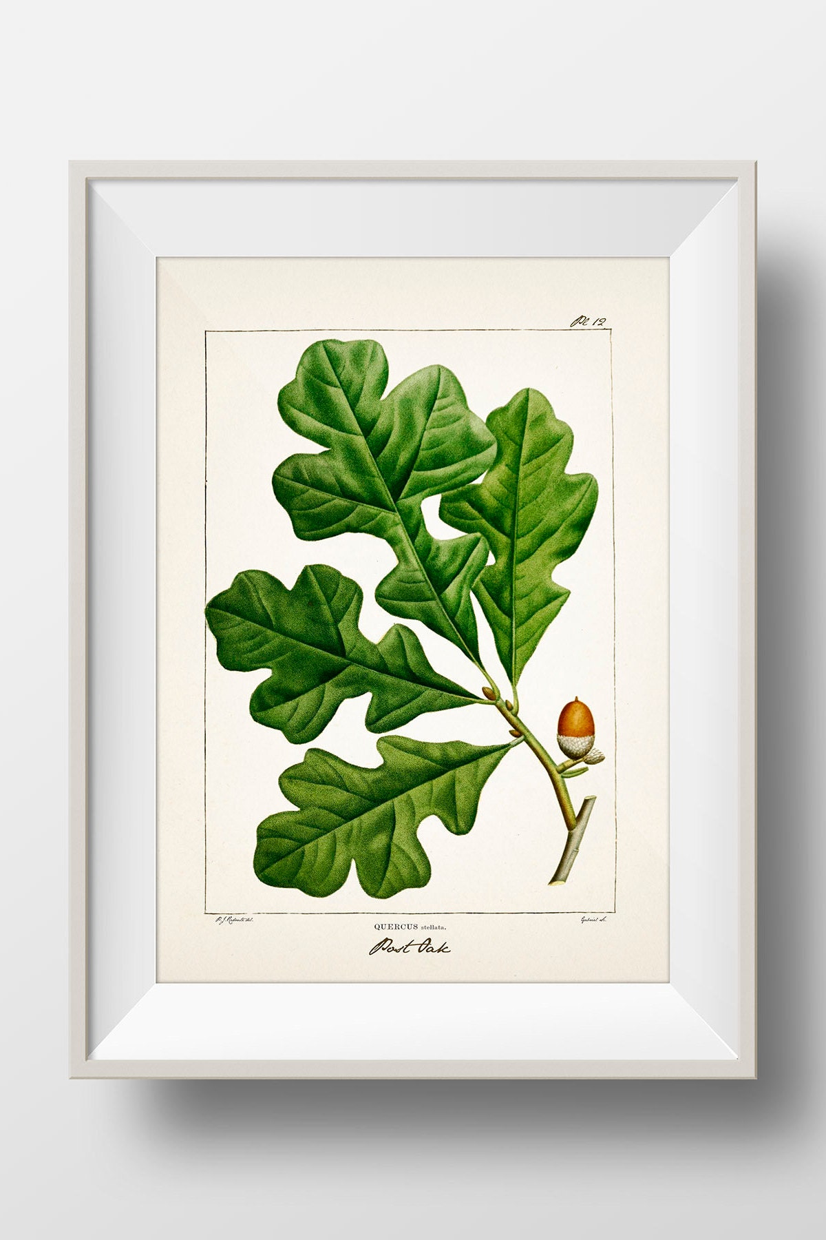 Post Oak Tree quercus Stellata TR-12 Fine Art Print of a | Etsy