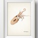 Blue Octopus 1 benthoctopus Levis OC-05 Fine Art Print of - Etsy