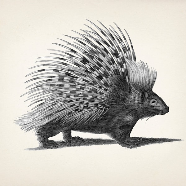 Porcupine Art - Etsy