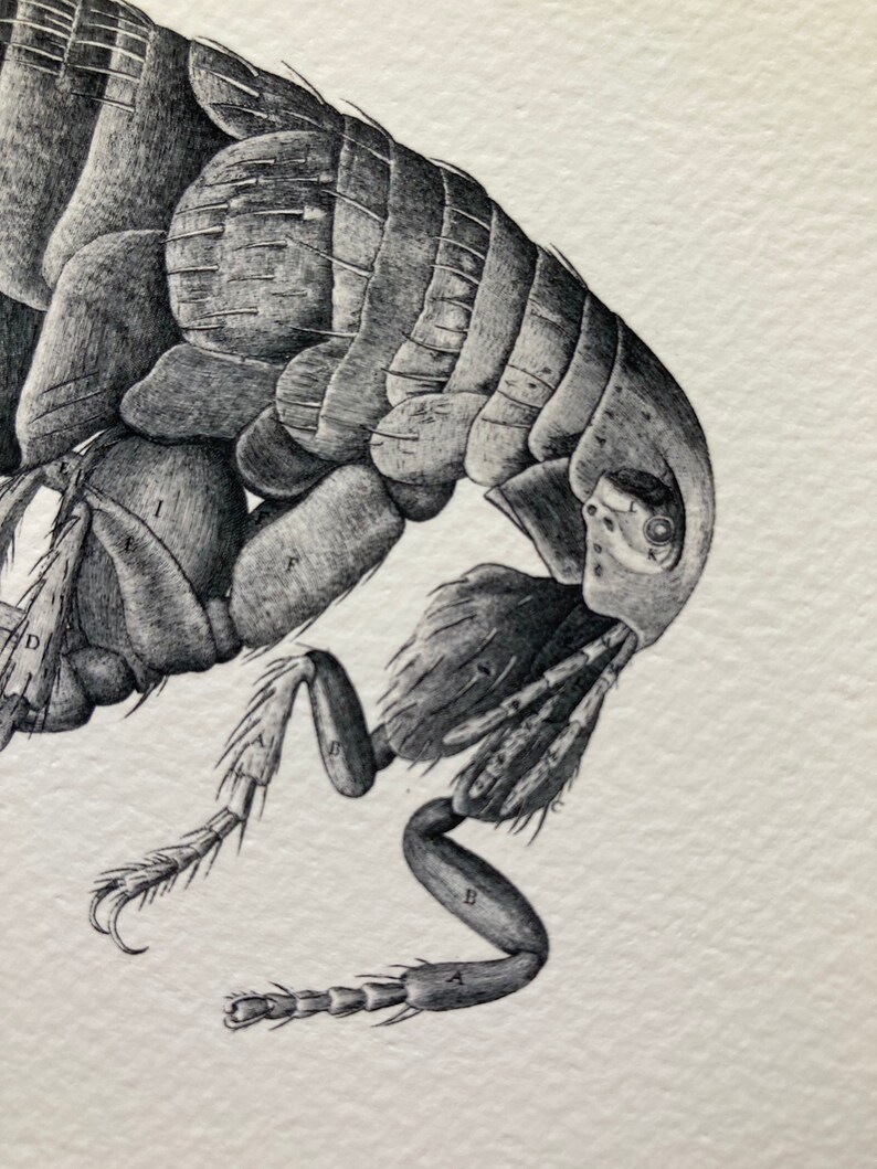 Flea Illustration From 1665 IN-12 Fine Art Print of a | Etsy