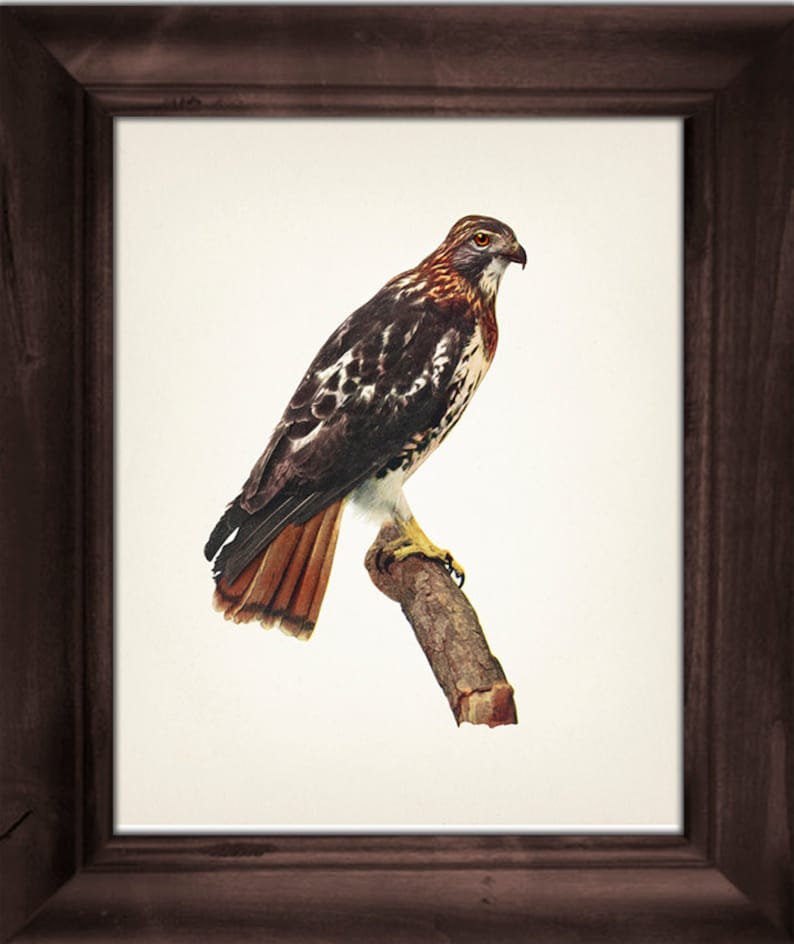 Red Tailed Hawk BI-14 Fine Art Print of a Vintage Natural - Etsy