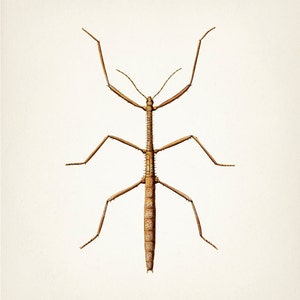 Stick Bug or Walking Stick - IN-09 - Fine Art Print of a Vintage ...