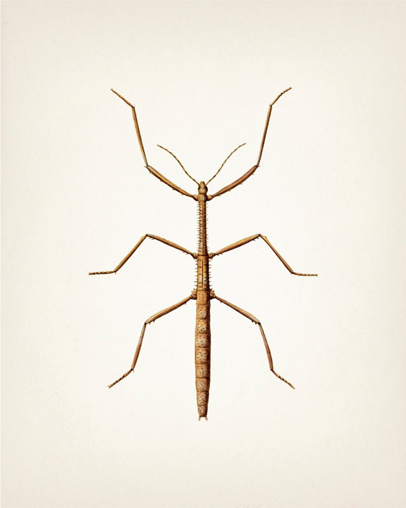 Stick Bug or Walking Stick IN-09 Fine Art Print of a | Etsy