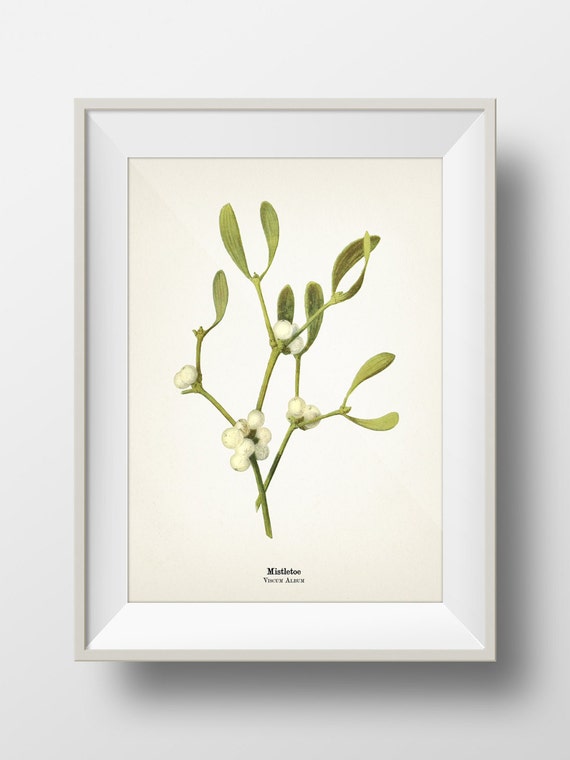 Mistletoe Botanical Illustration