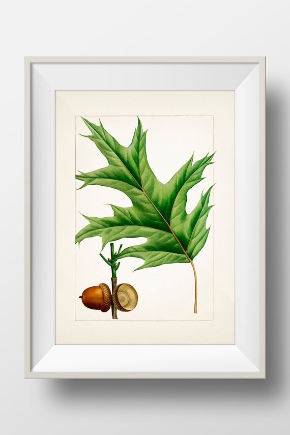 Red Oak Tree quercus Rubra TR-10 Fine Art Print of a | Etsy