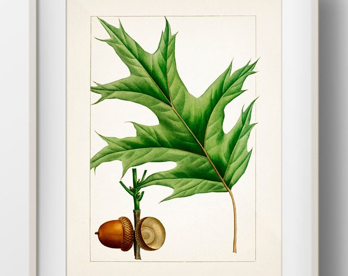 Red Oak Tree quercus Rubra TR-10 Fine Art Print of a Vintage Natural ...