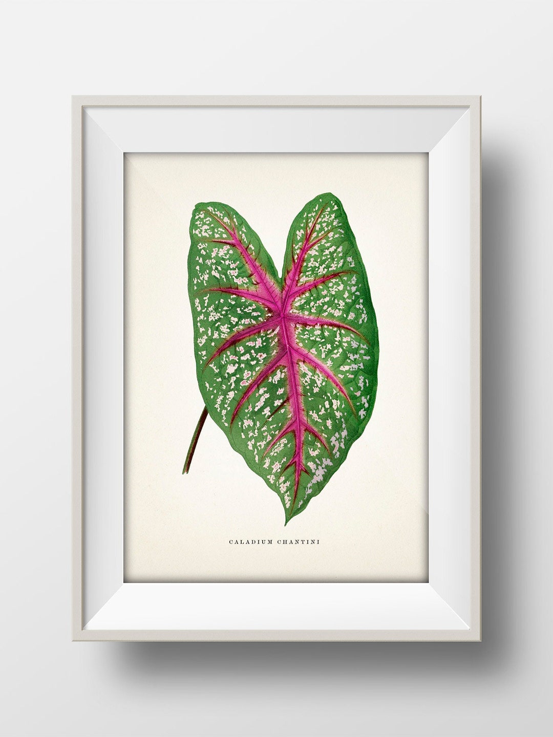 Plant Leaf Wall Art No. 19: CALADIUM CHANTINI Heart of Jesus [lf-19 ...