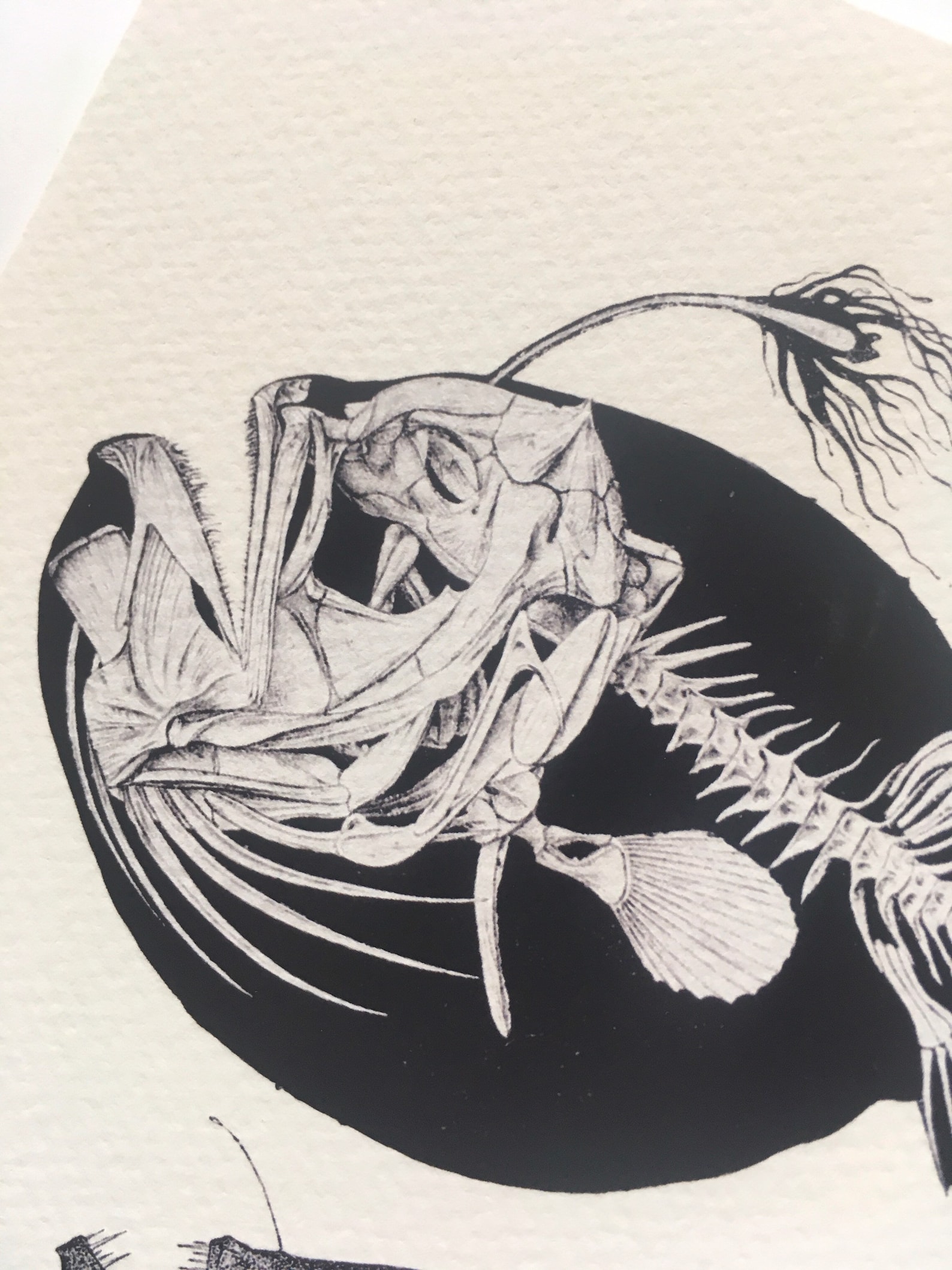 Angler Fish Skeleton - Scientific Anatomy Drawing - OE-01 Fine Art ...
