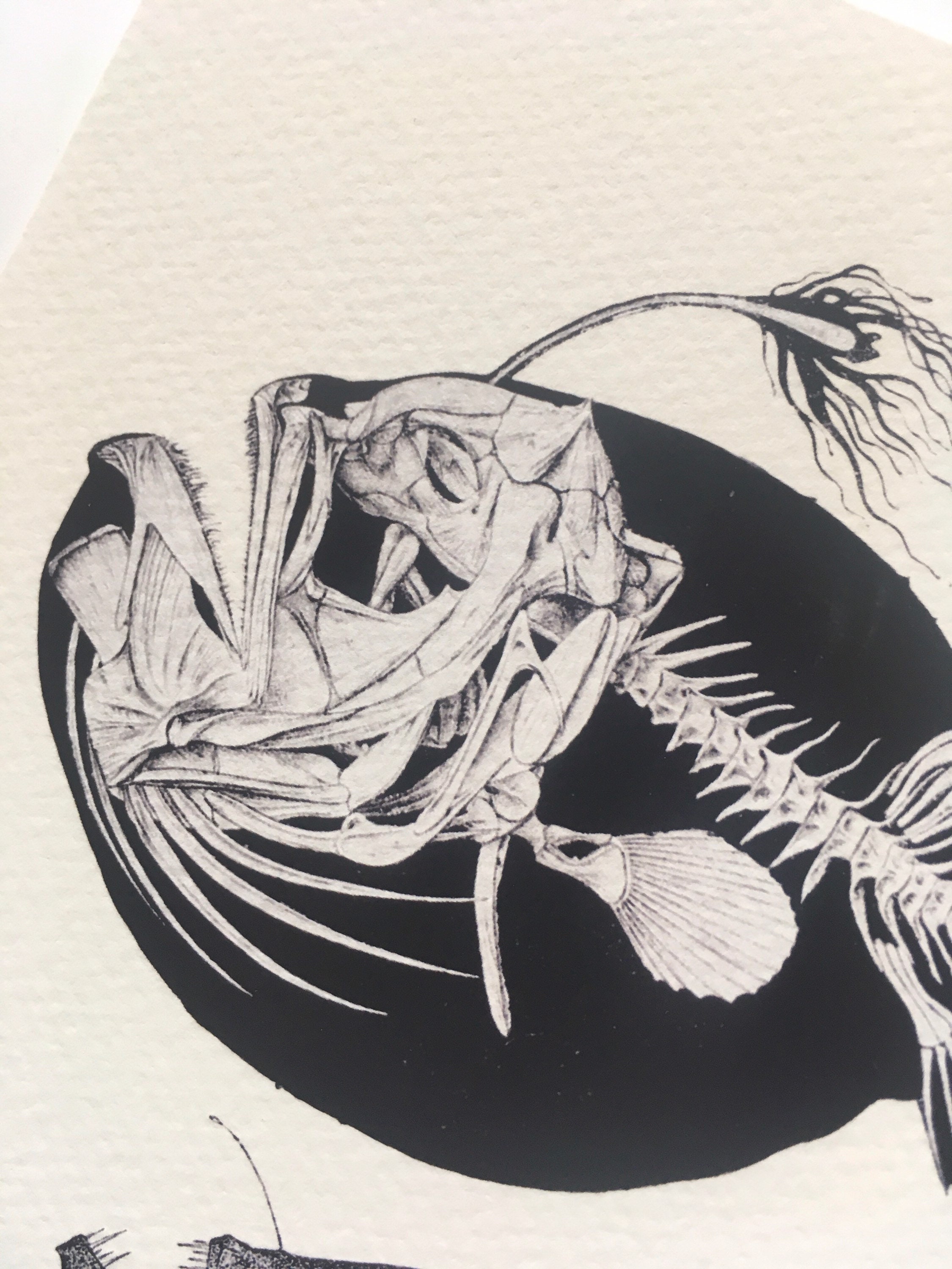 Angler Fish Skeleton Scientific Anatomy Drawing OE-01 Fine | Etsy Canada