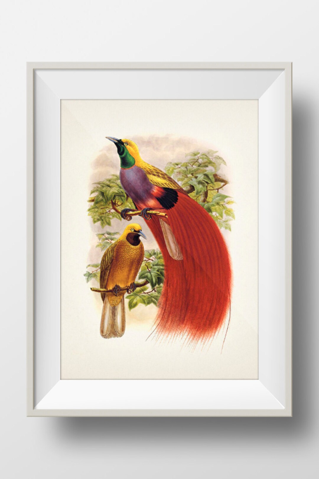 Goldie's Bird of Paradise (paradisaea Decora) -BP-10 - Fine Art Print ...