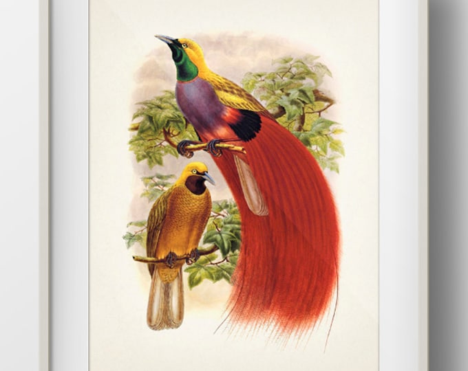 Goldie's Bird of Paradise paradisaea Decora BP-10 Fine Art Print of a ...