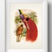 Goldie's Bird of Paradise (paradisaea Decora) -BP-10 - Fine Art Print ...