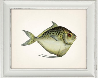 Moonfish Drawing - Etsy