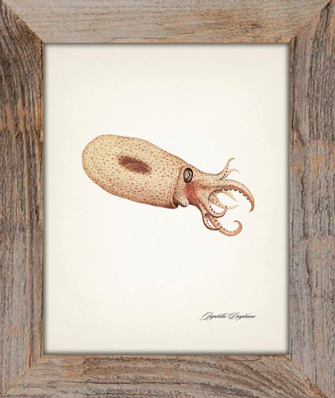 Octopus 2 (japetella Diaphana)- OC-12 - Fine Art Print of a Vintage ...