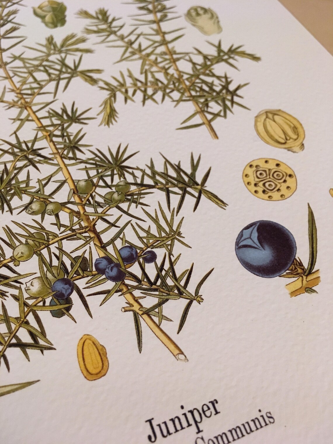 Vintage Juniper Botanical Print - KO-63 - Fine Art Prints of Kohler's ...