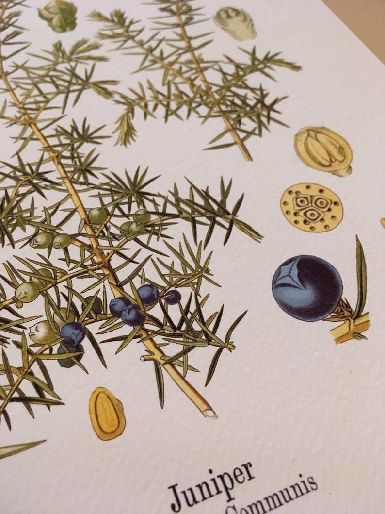 Vintage Juniper Botanical Print - KO-63 - Fine Art Prints of Kohler's ...