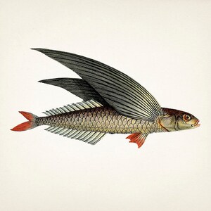 Blue Green Fish Print Set - 1801 Fish Drawings. - Fine Art Print of a ...