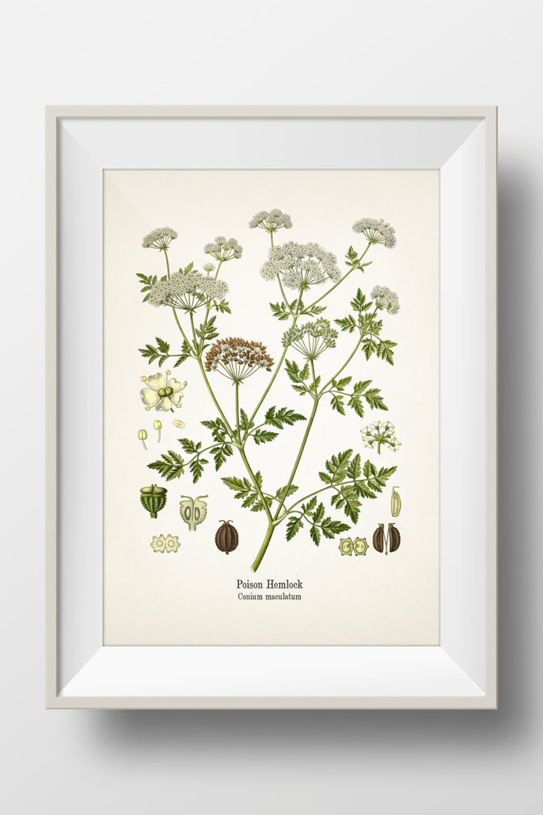 Poison Hemlock - Conium Maculatum - Fine Art Prints of Kohler's Vintage ...