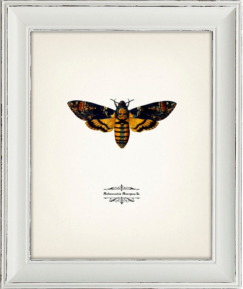 Death's Head Moth acherontia Atropos : Fine Art Print of - Etsy UK
