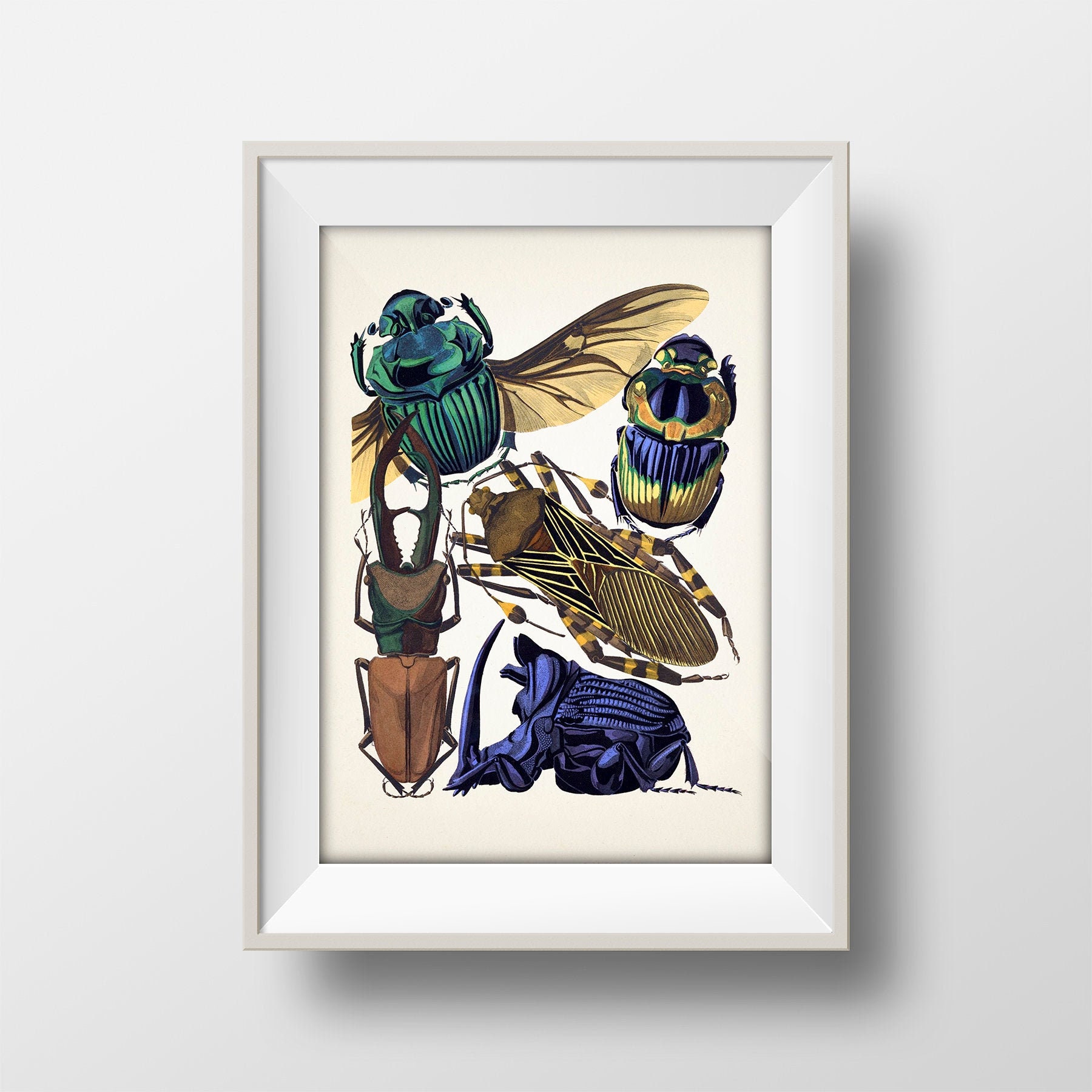 Insects No. 15 1926 Insectes IN-55 Fine Art Print of a | Etsy