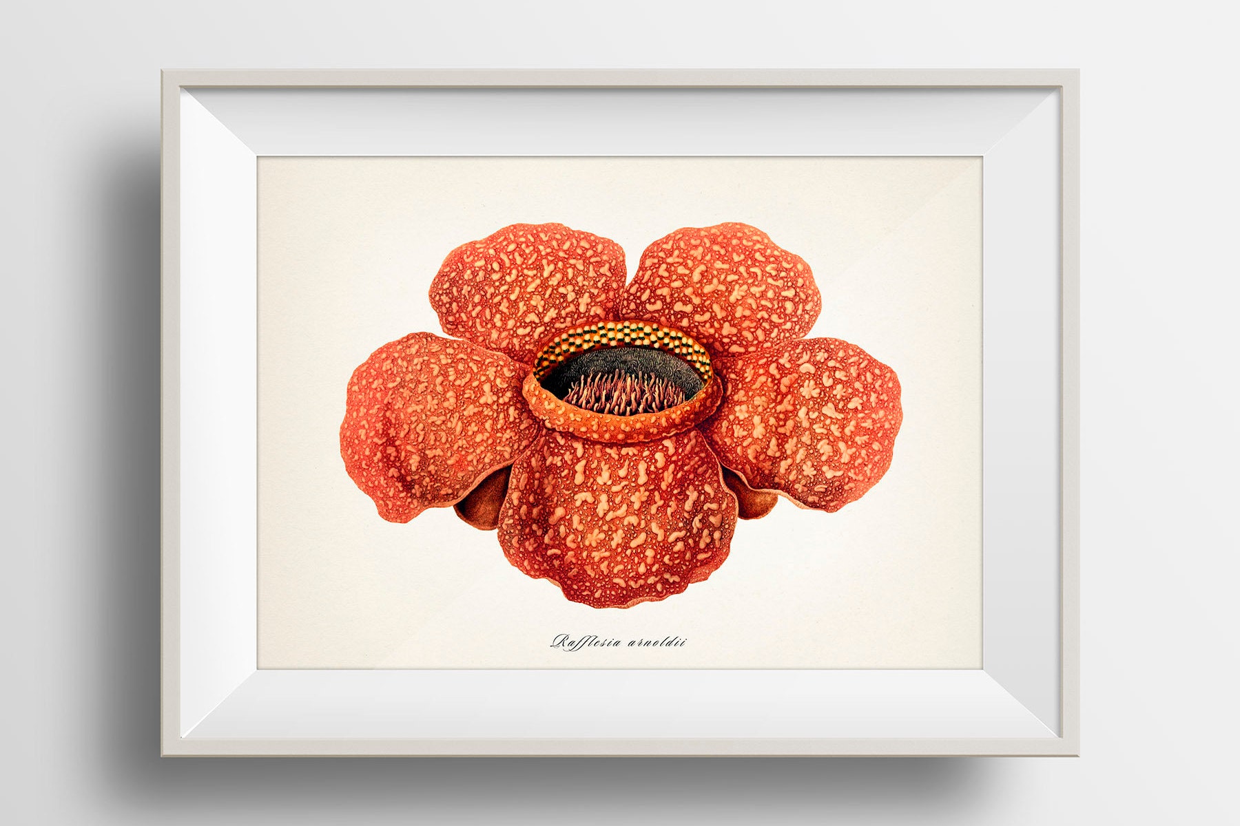 Corpse Lily - Rafflesia Arnoldii - PL-05 - Fine Art Print of a Vintage ...
