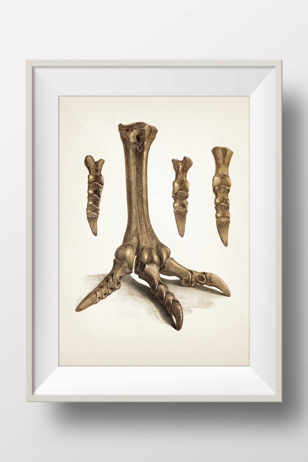 Extinct Moa Bird Foot - OE-15 - Fine Art Print of a Curious Vintage ...
