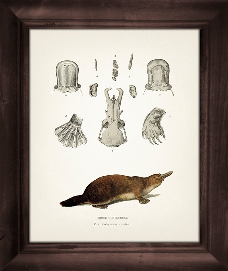 Platypus - MA-06 - Fine Art Print of a Vintage Natural History Academia ...