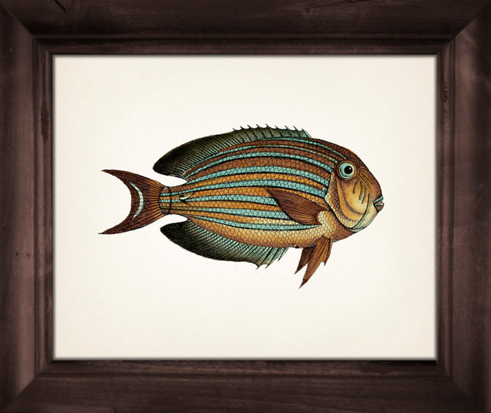 Eager Eyed 1801 Striped Surgeonfish Drawing - Fine Art Print of a ...