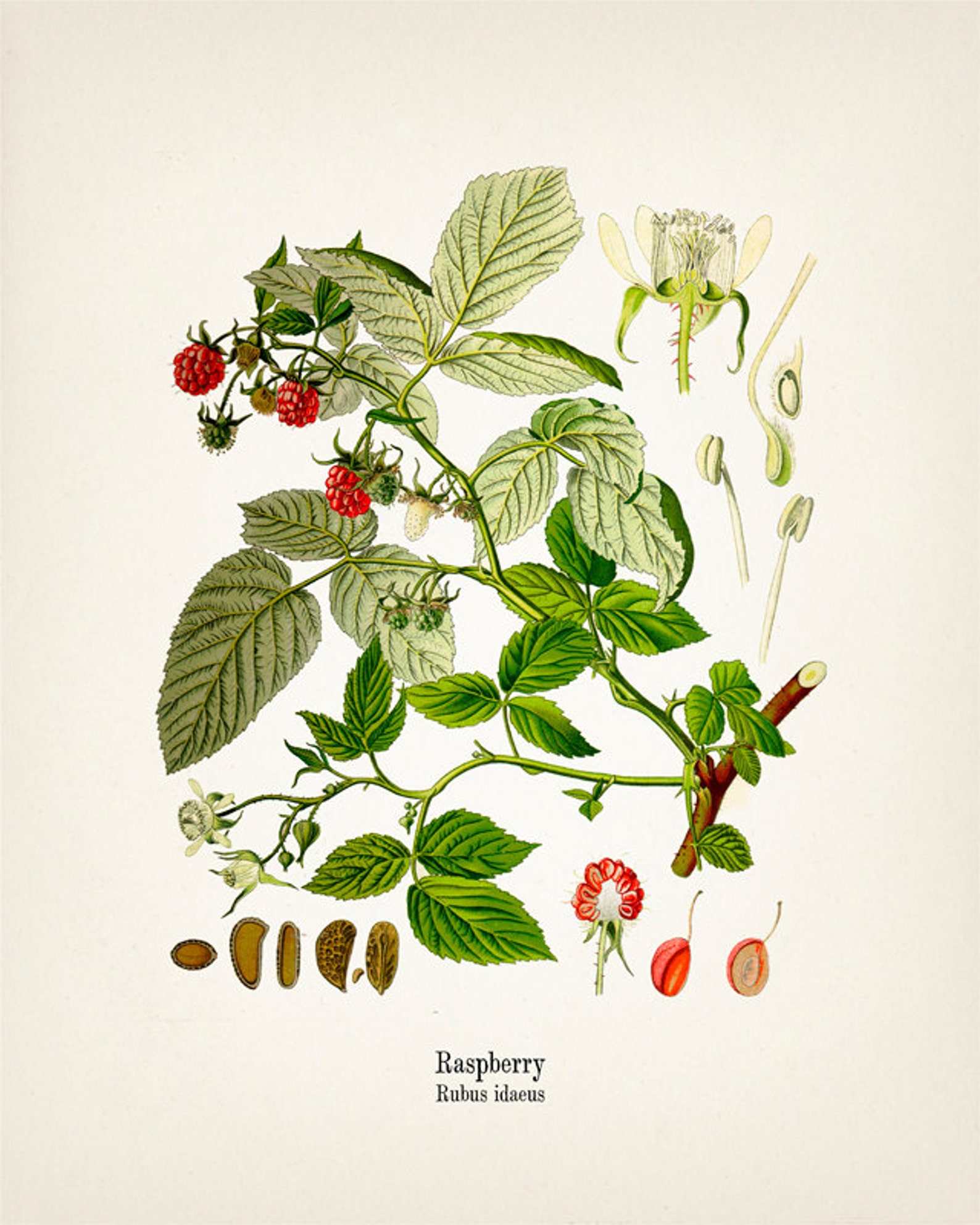 Vintage Raspberry Print KO-08 Fine Art Prints of - Etsy