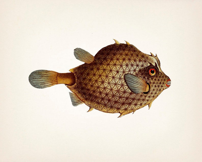 Patterned Fish Print Set - 1801 Fish Drawings. - Fine Art Print of a ...