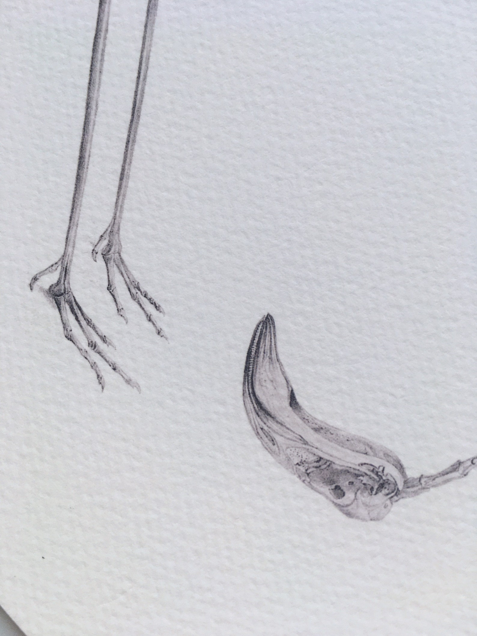 Flamingo Skeleton AN-11 Fine Art Print of a Vintage - Etsy