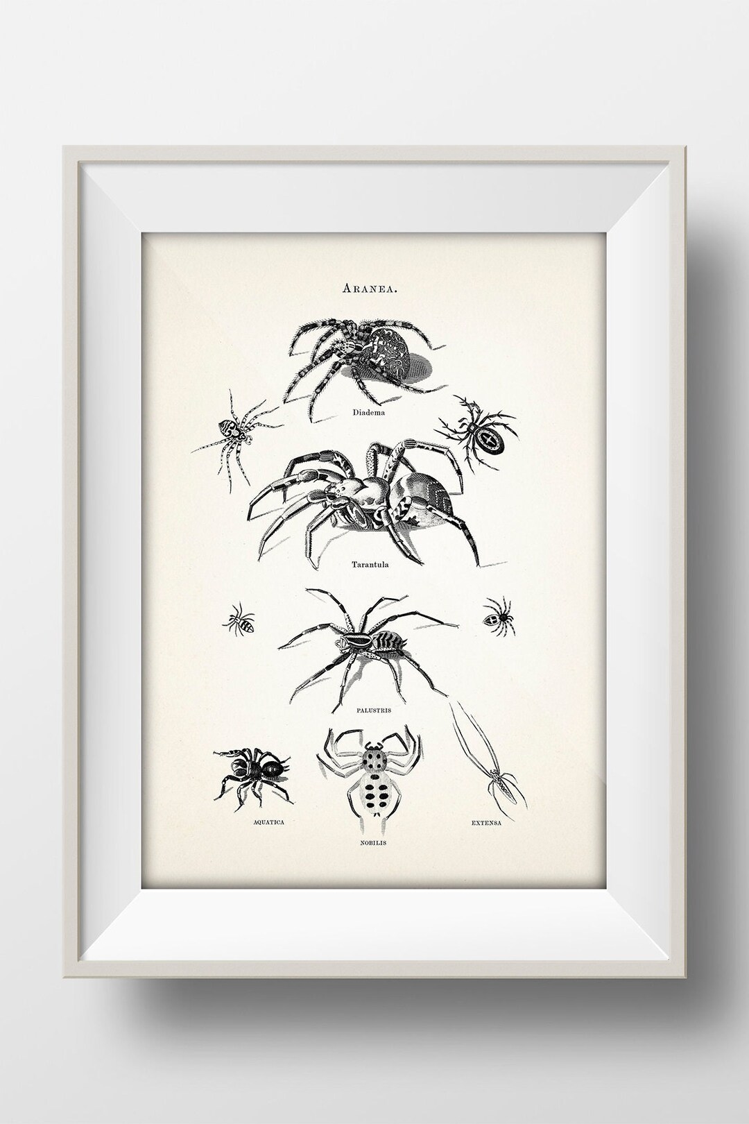 Spiders Illustration - Tarantula, Araneae, Araneidae [1806] -IN-19 Fine ...