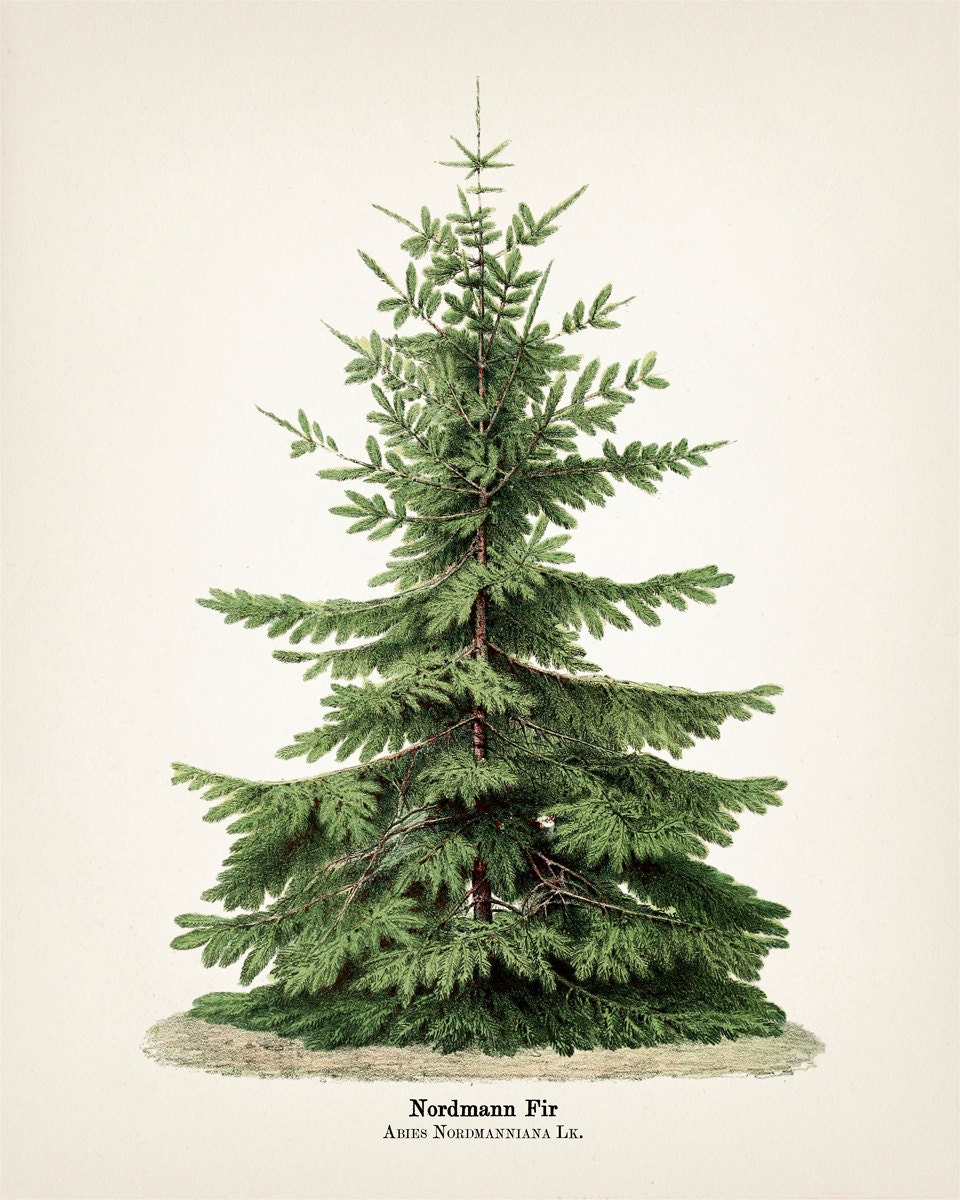 Christmas Tree Botanical Print Holiday Wall Art INCLUDES - Etsy
