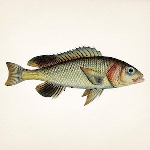 Simple Snapper 1801 Fish Drawing. - Fine Art Print of a Vintage Natural ...