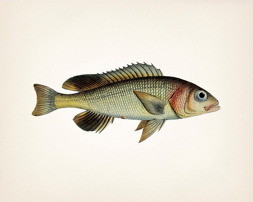 Simple Snapper 1801 Fish Drawing. Fine Art Print of a | Etsy