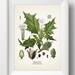 Jimson Weed - Datura Stramonium - KO-29 - Fine Art Prints of Kohler's ...