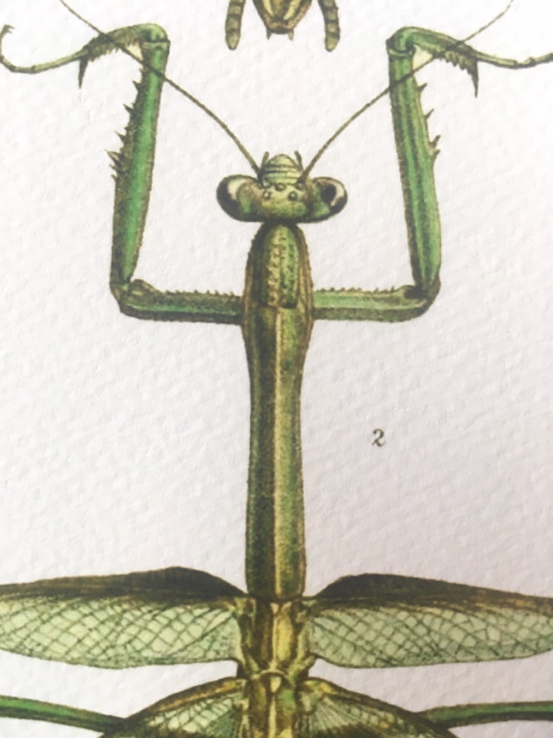 Praying Mantis Drawing IN-03 Fine Art Print of a Vintage - Etsy