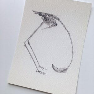 Flamingo Skeleton - AN-11 - Fine Art Print of a Vintage Natural History ...