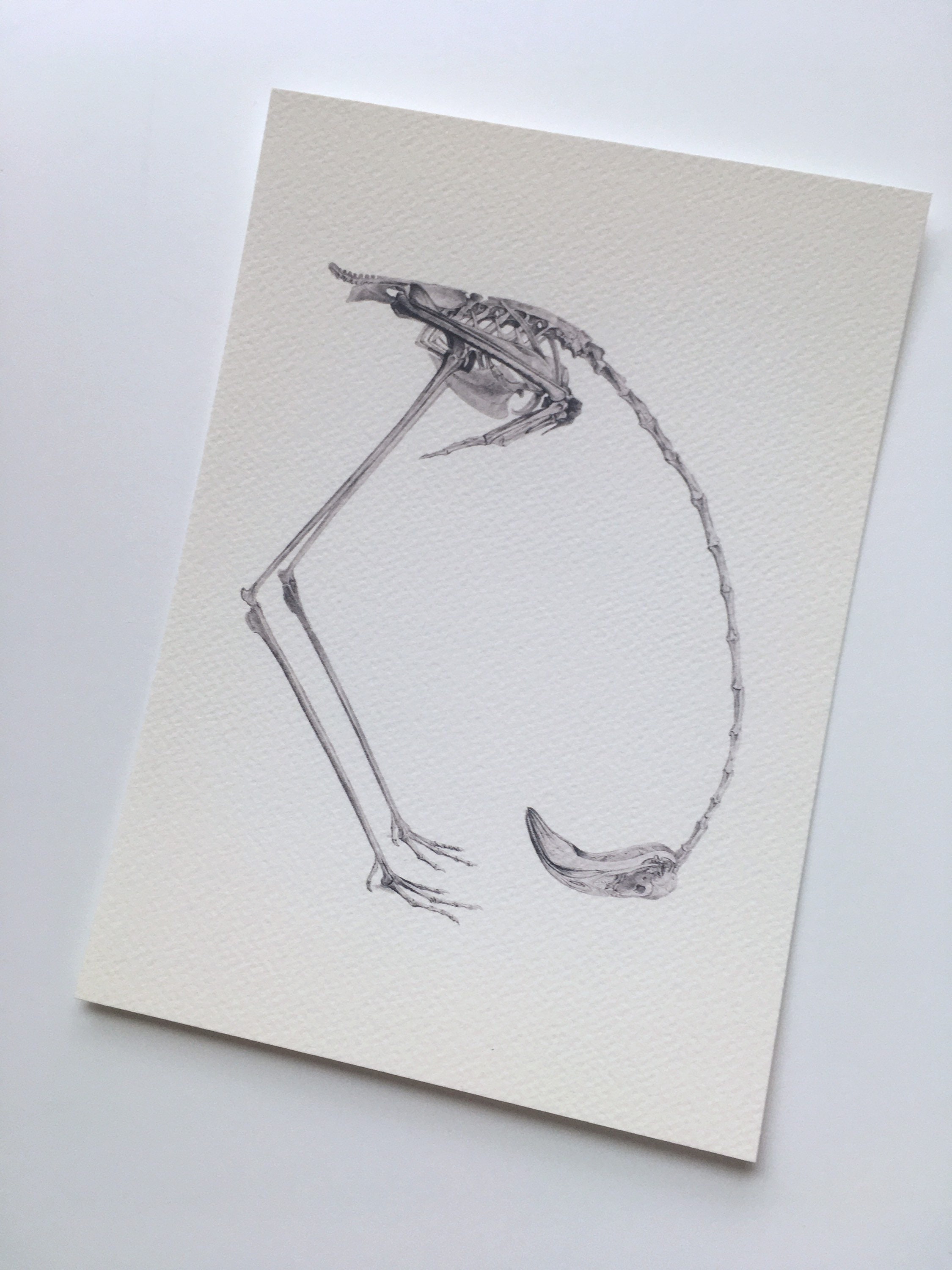 Flamingo Skeleton - AN-11 - Fine Art Print of a Vintage Natural History ...
