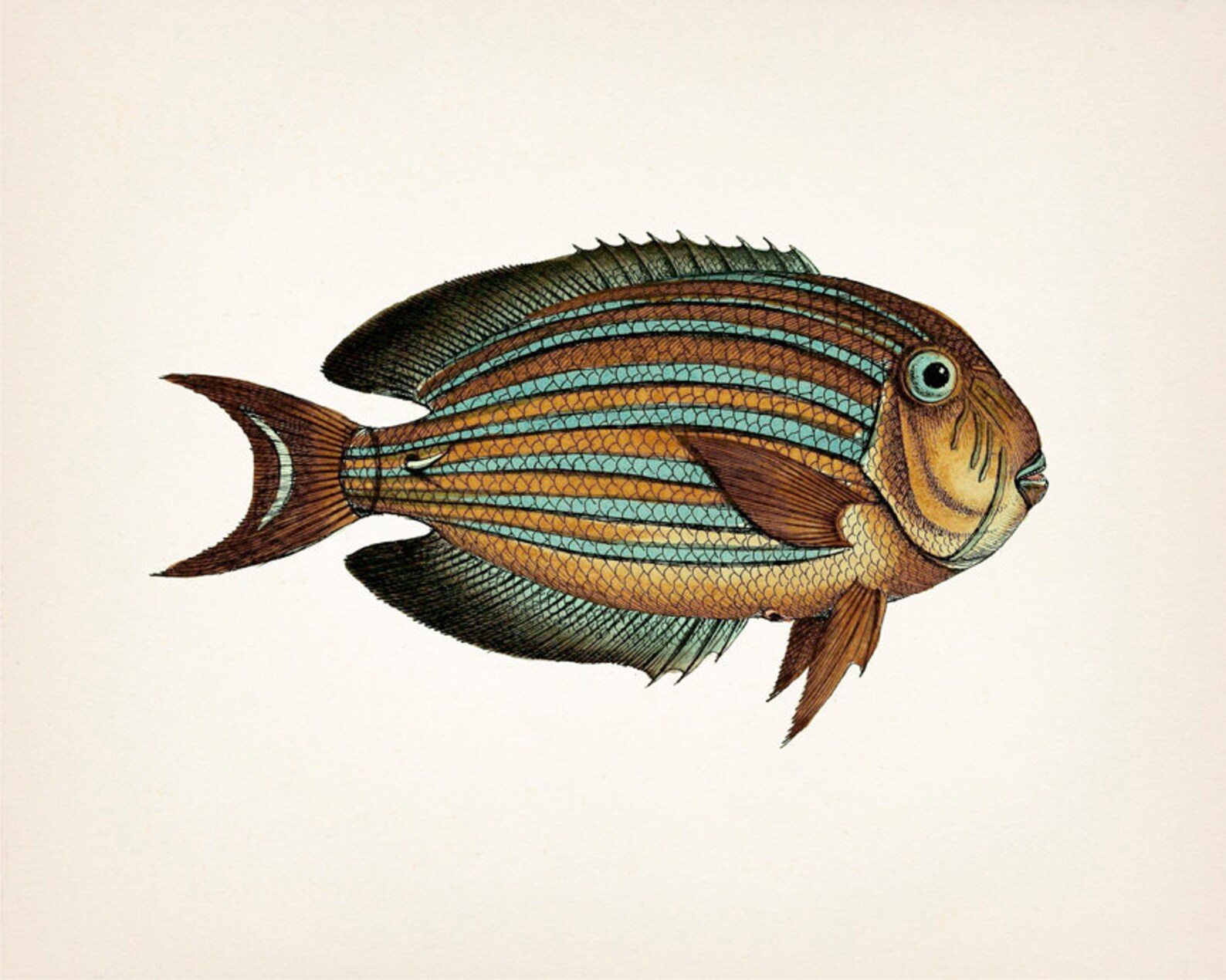 Patterned Fish Print Set - 1801 Fish Drawings. - Fine Art Print of a ...