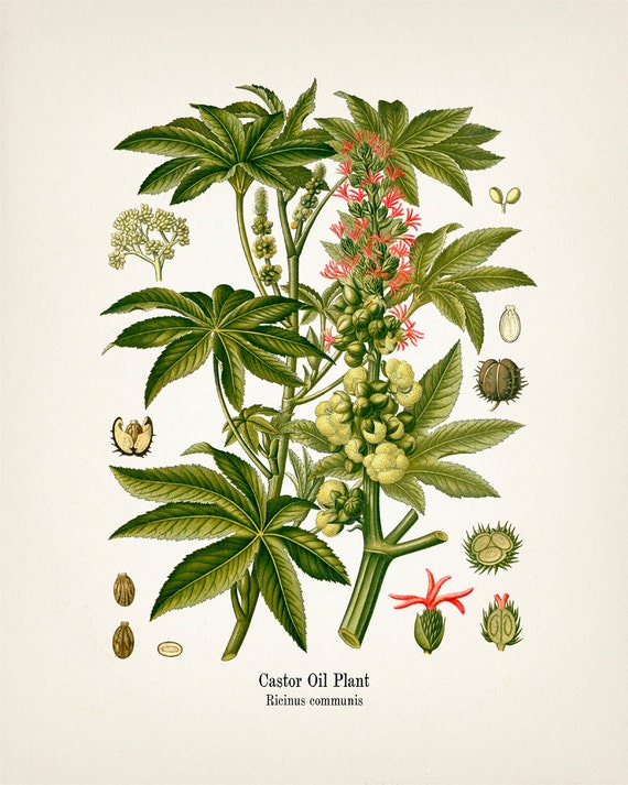 Castor Oil Plant